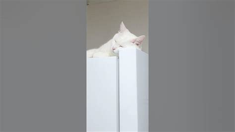 너무 편안한 모습 ㅋ 냉장고 위에서 잠자는 고양이 Youtube