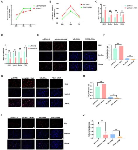 Functional Identification Of Pgm1 In The Regulating Development And Depositing Of Inosine