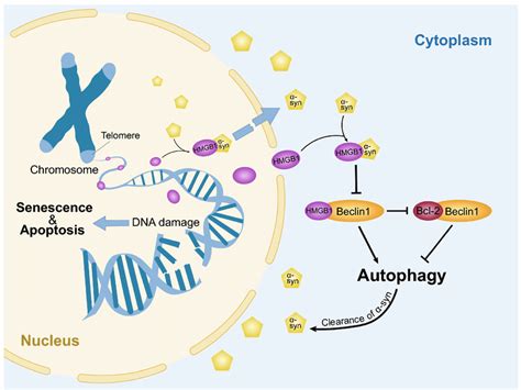 Interaction Between Intracellular Hmgb1 And Dopaminergic Neurons Aging Download Scientific