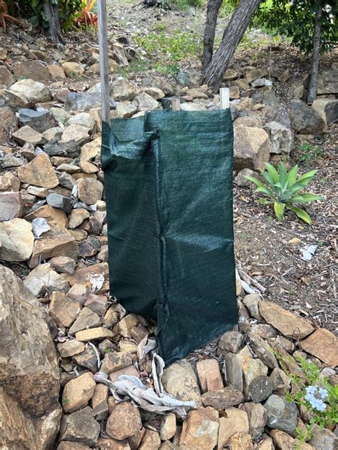 Planted Hass Avo Tree 3 Months Ago In Aussie Spring But Havent Seen Much Progress Tips R