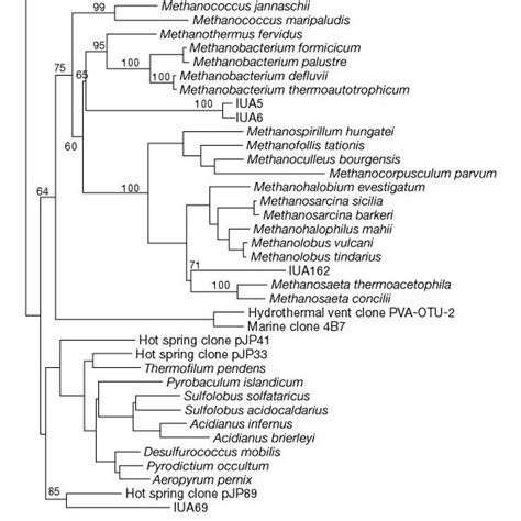 Proportions Of Archaea And Bacteria In Groundwater From Lidy Hot