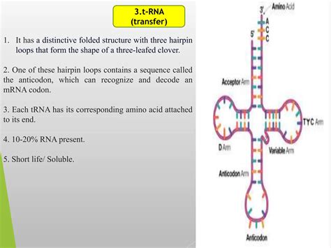 DNA And RNA Structure Functions Types Difference Similarities Protein Synthesis Pptx