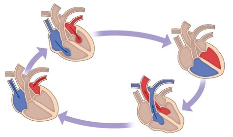 Ciclo Cardiaco