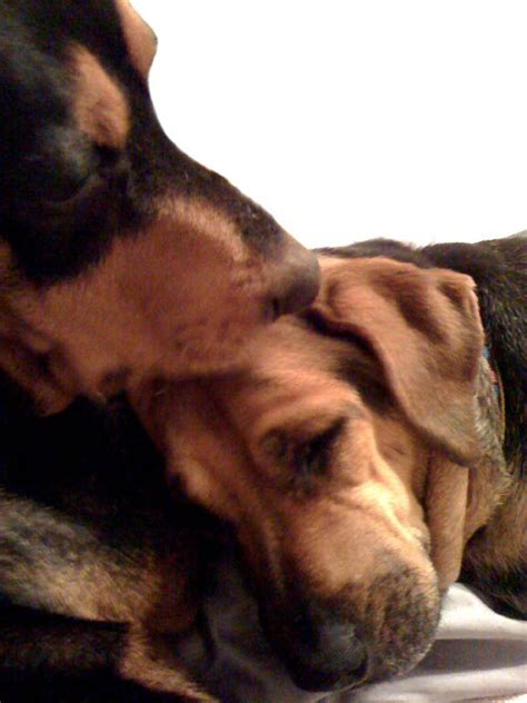 Pin On Barney In Memory 🌈💔