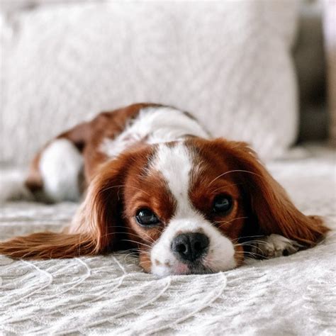 400 Cavalier King Charles Spaniel Dog Name Ideas