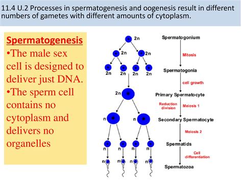114 Reproduction Essential Idea Sexual Reproduction Involves The