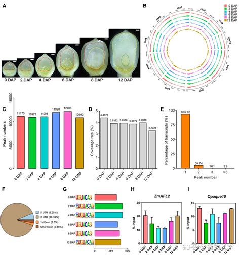 山东农业大学赵翔宇课题组发现n6 甲基腺嘌呤修饰调控早期玉米籽粒发育 知乎