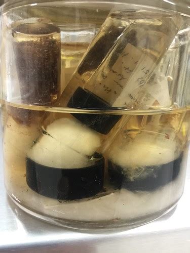 Good And Bad Practices For Ethanol Preserved Collections