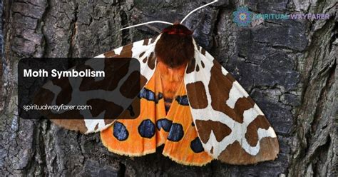 The Power Of Moth Symbolism Transformation Intuition And Resilience