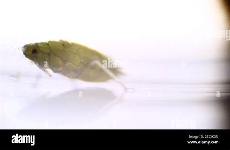 Microscopy Green Aphid Under The Microscope Myzus Persicae Stock