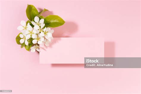 텍스트 모형을위한 봄 분홍색 빈 카드는 부드러운 흰색 사과 나무 꽃 파스텔 핑크에 단단한 햇빛에 녹색 잎으로 치솟습니다 광고 브랜딩 아이덴티티 인사말 카드에 대한 꽃 배경