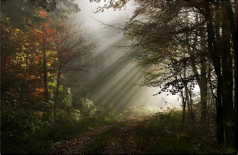 Physics Is Fun Diffraction Of White Light Through The Tree Leaves