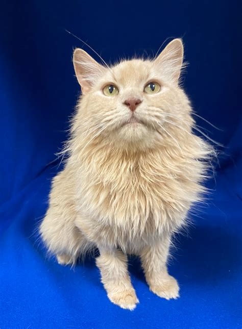 Cyra Is Adopted Happy Cats Haven