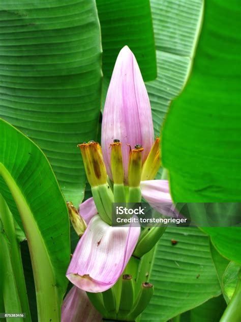 Tanaman Bunga Pisang Foto Stok Unduh Gambar Sekarang Pisang Pohon