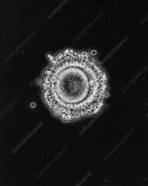Egg Cell Stock Image C0599383 Science Photo Library