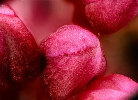 Polygonum Cespitosum Var Free Photo Rawpixel