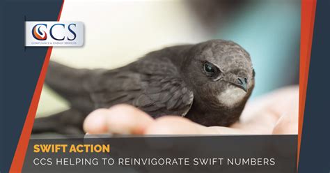 swift action correct contract services