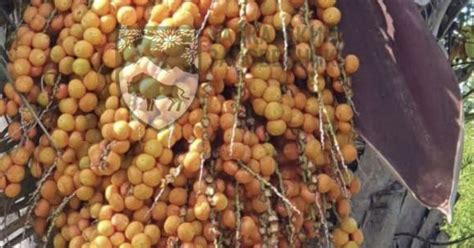 В Сочи начал созревать ярко оранжевый фрукт из Южной Америки