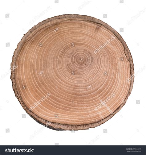 Cross Section Tree Trunk Showing Growth Stock Photo Shutterstock