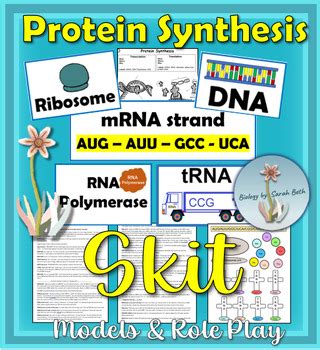Modeling Protein Synthesis Role Play Skit Activity With Labeling Worksheet