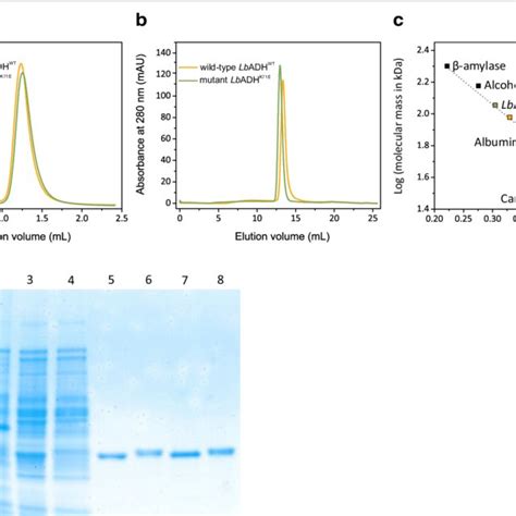 Crystal Structure Of The Lbadhwt Monomer And The Homotetramer In Download Scientific Diagram