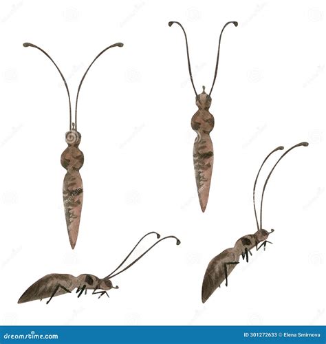 Hand Drawn Watercolor Illustration Butterfly Bug Wasp Ant Insect Moth Realistic Body With