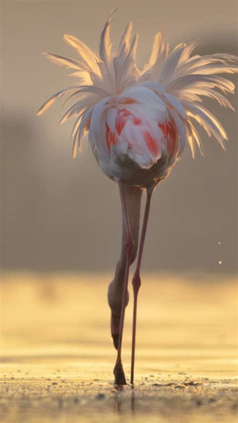 Pin By Faye Stitz On Fancy Flamingo Beautiful Birds Flamingo Pretty
