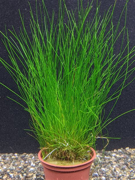 Mini Dwarf Hairgrass For Sale Aquarium Zen Aquarium Zen Llc