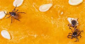 Why Are Tick Bites Sending So Many People To The Emergency Room This Summer