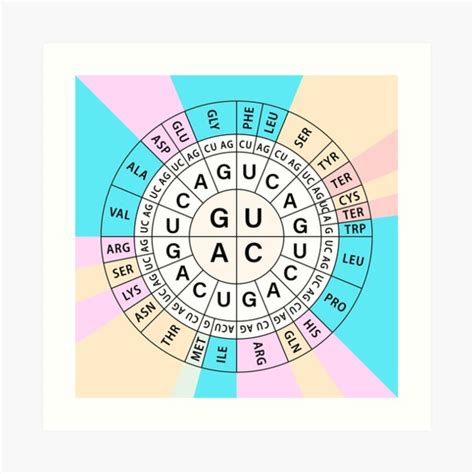 Codon Chart Genetic Code Art Print For Sale By Mayumiart Redbubble