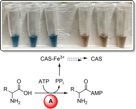 Colorimetric Determination Of Adenylation Domain Activity In Nonribosomal Peptide Synthetases By