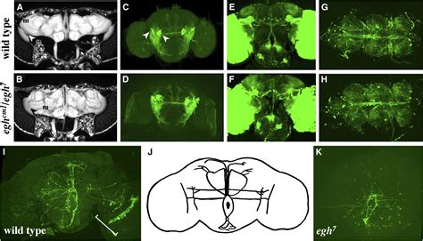 Sex Peptide Regulated Female Sexual Behavior Requires A Subset Of Ascending Ventral Nerve Cord