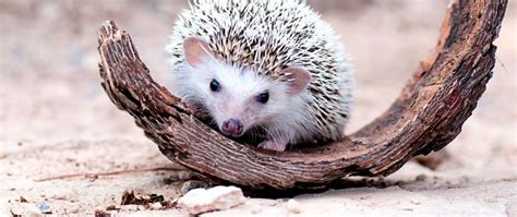 How To Run Tests In Headless Mode With Cypress Dev Community