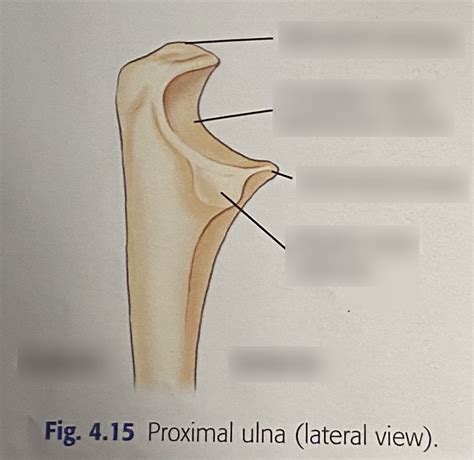 Proximal Ulna Diagram Quizlet
