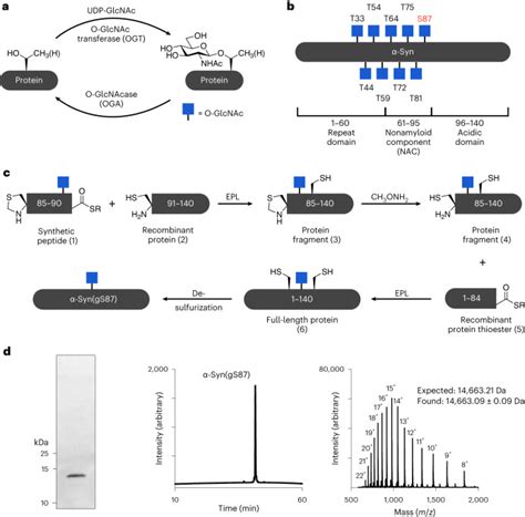 O Glcnac Forces An α Synuclein Amyloid Strain With Notably Diminished Seeding And Pathology Pmc