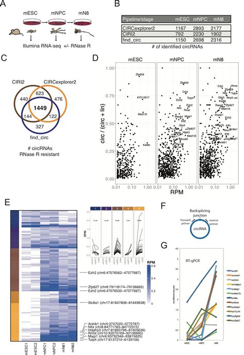 circznf827 nucleates a transcription inhibitory complex to balance