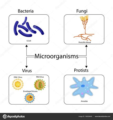 Microbe Size Chart A Visual Reference Of Charts Chart Master