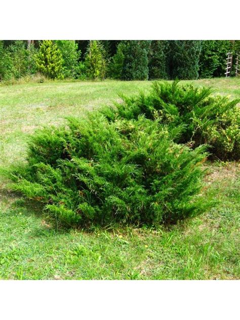 Купить Можжевельник казацкий Tamariscifolia горшок С5 в Минске