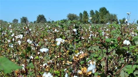 Is Uzbekistan Ready for its Cotton Close-Up?