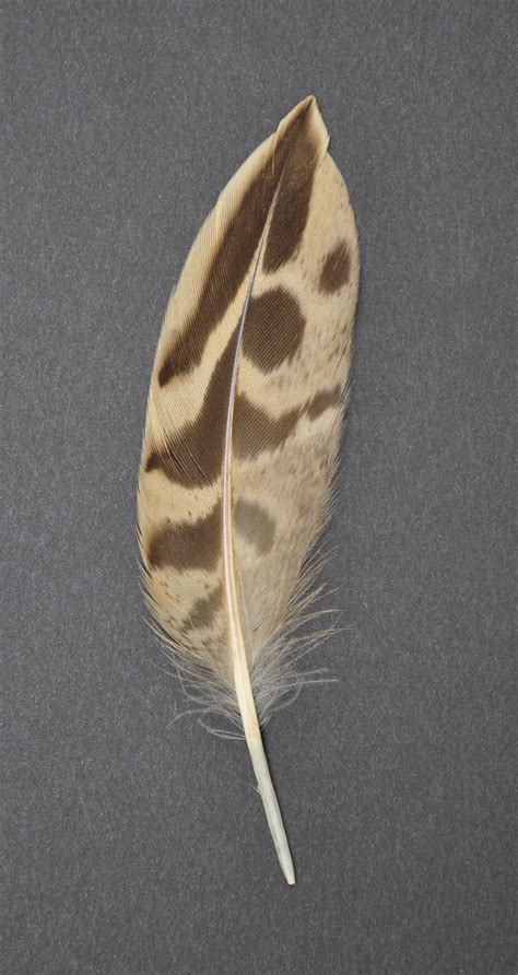 The Feather Atlas Feather Identification And Scans Us Fish And