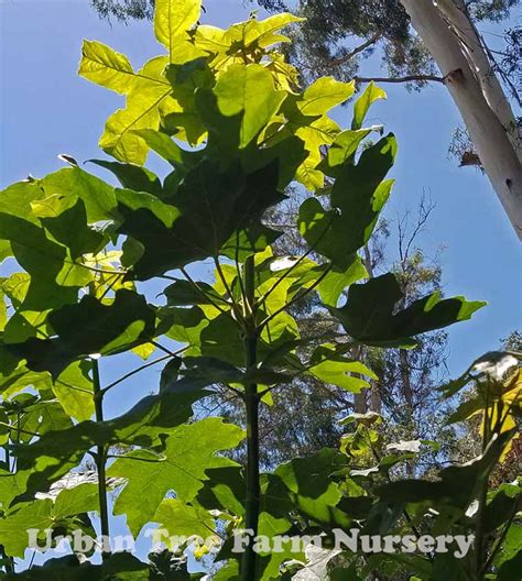 Acer Macrophyllum Urban Tree Farm Nursery