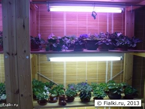 Какие лампы выбрать | Fialki.ru