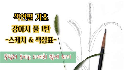 초보탈출 색연필 기초드로잉 1 Youtube 색연필 강아지 색연필 그림