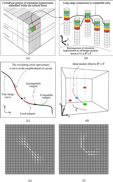 Columnar Organization Of Visual Cortex A A Group Of Cells Selective Download Scientific