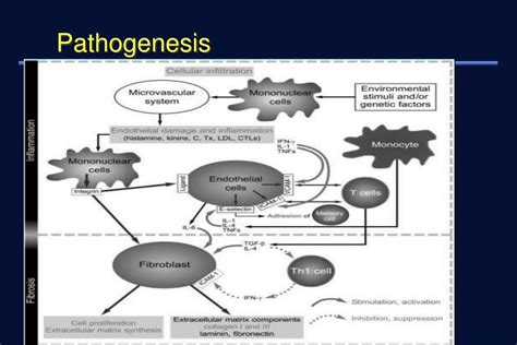 Ppt Scleroderma Systemic Sclerosis Powerpoint Presentation Free Download Id6887160