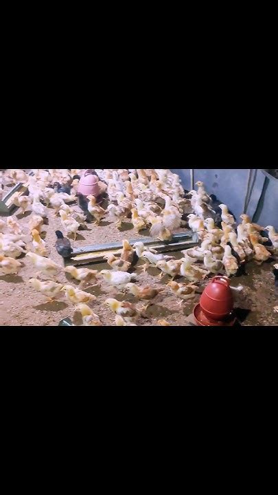 টাইগার মুরগির বাচ্চা গুলোকে কি কি ভ্যাকসিন করলাম 💥 Youtube