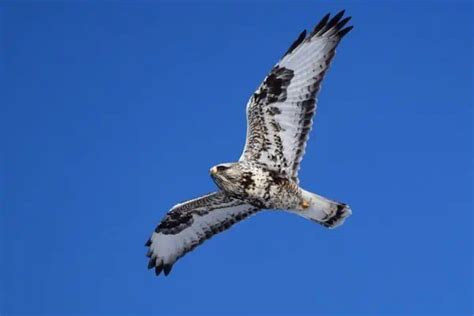 Rough Legged Hawk Buteo Lagopus Hawaii Bird Guide