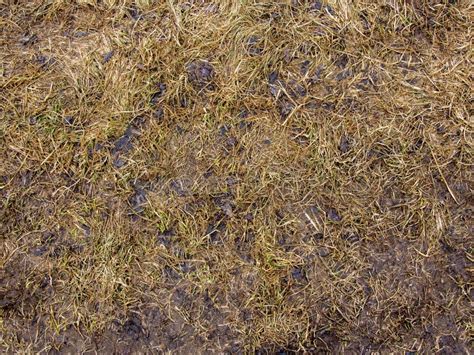 Почва с предпосылкой высушенной травы Безшовная текстура земли с сухими