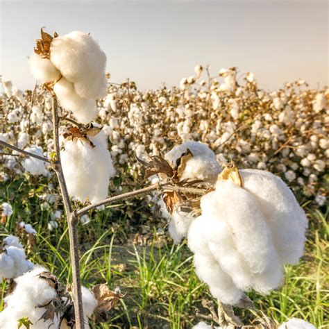 Where Is Egyptian Cotton Grown King Of Cotton