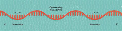 Noncoding RNA Molecules Found To Create Micropeptides Science Technology Sott Net